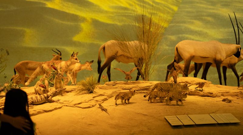 Discover the National Museum of Qatar - Overview Discover the National Museum of Qatar - Overview